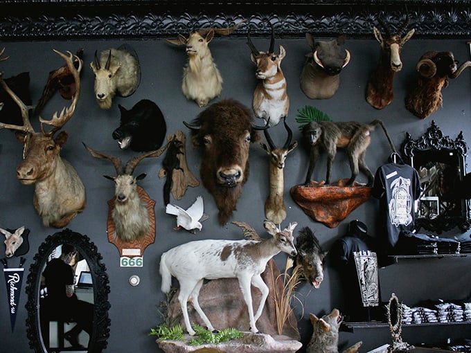 A menagerie of preserved heads creates a wild dinner party on the wall. The buffalo seems to be wondering who invited the antelope.