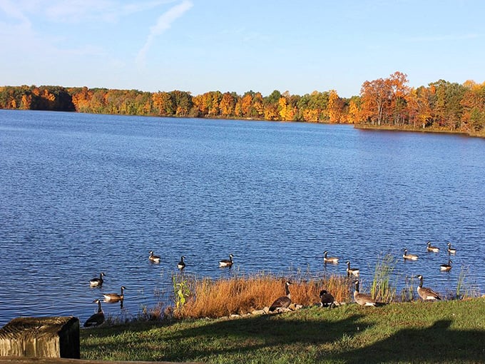 Fall's masterpiece reflected on glass-like waters. These Canada geese have clearly found the premium lakefront property at Shakamak.