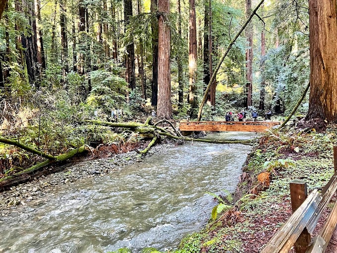 Redwood Creek meanders through the forest like nature's own meditation app, providing both soundtrack and scenery for your woodland adventure.