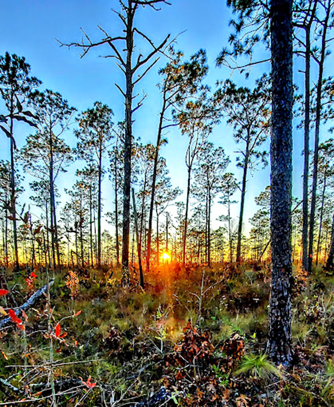 Sunrise through the pines creates nature's light show. Torreya's longleaf forest glows like amber in morning light, worth every minute of lost sleep.