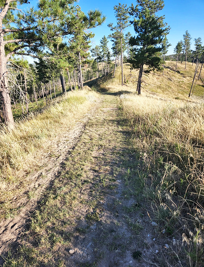 The path less traveled, literally. This sun-dappled trail through ponderosa pines feels like walking through nature's cathedral.