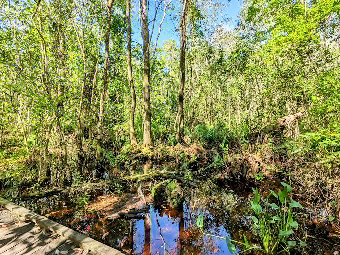 Sunlight filters through a watery forest, creating mirror images so perfect you'll wonder which way is up in this primordial playground.