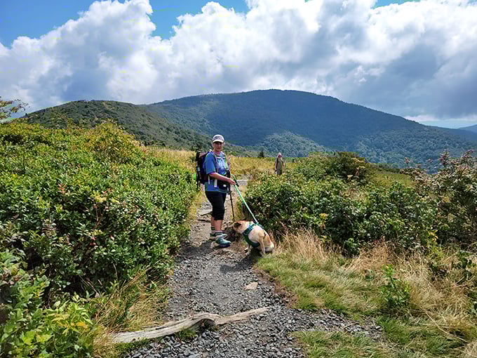 Hiking with four-legged companions makes the Appalachian Trail even better—dogs understand the joy of mountain air better than anyone.