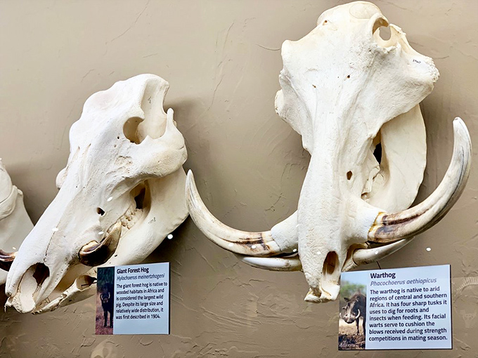 The giant forest hog and warthog skulls sit side by side like old friends comparing tusks. "You call that impressive? Hold my acorns."
