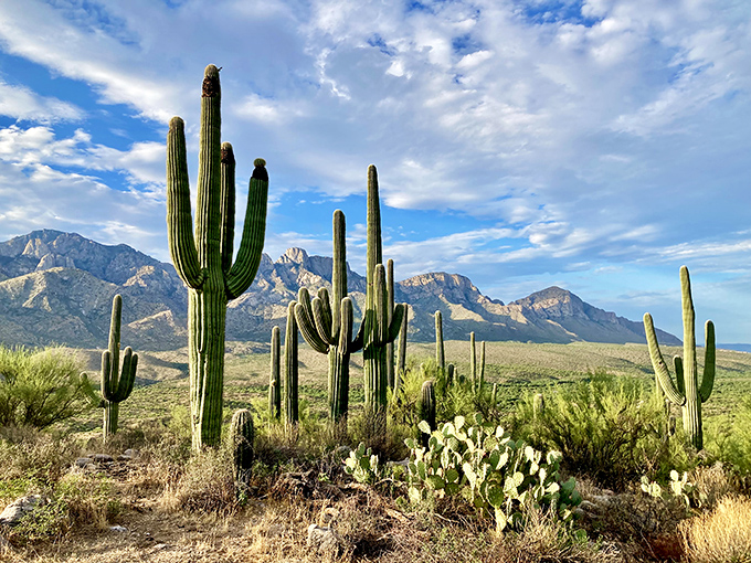 Catalina's saguaros stand like desert sentinels against mountain backdrops &ndash; nature's version of a welcoming committee.