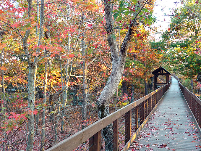Cheaha State Park: That wooden boardwalk isn't just a path&mdash;it's a runway to the most spectacular autumn fashion show in Alabama.