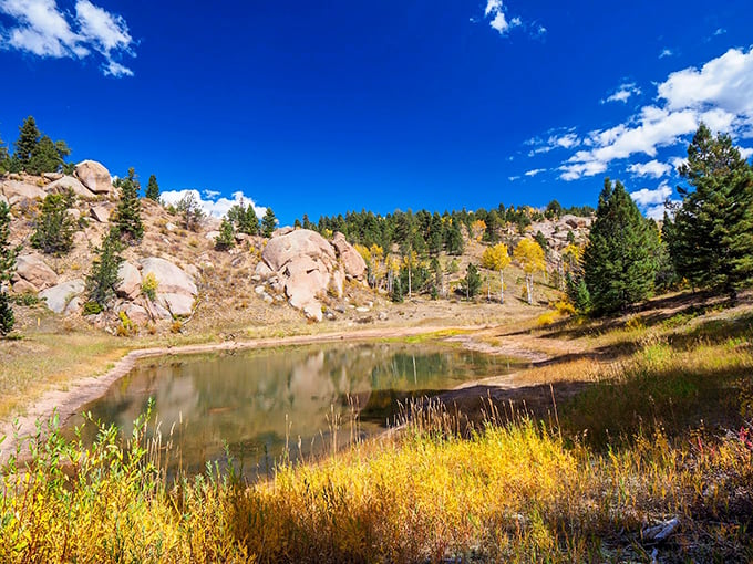 Mueller State Park's crystal waters reflect Colorado's endless blue skies. The fish below are enjoying their million-dollar mountain views.
