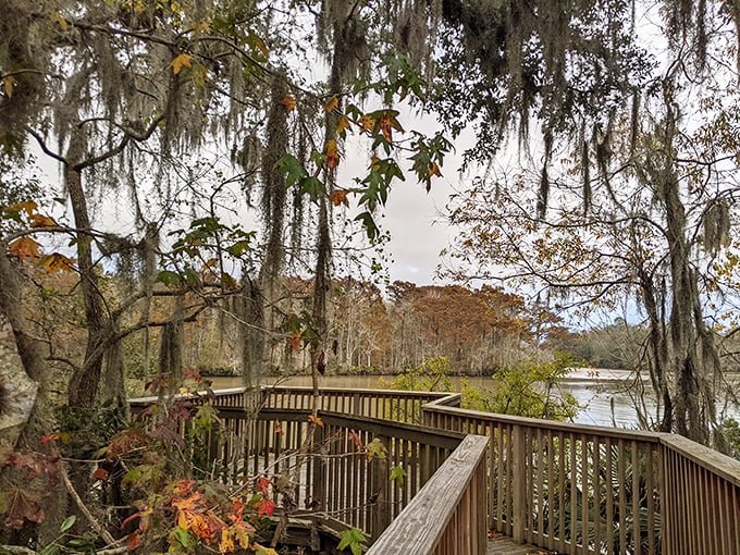 Nature's cathedral where Spanish moss plays ceiling decorator. This boardwalk reveals Palmetto Island's wild beauty one step at a time.