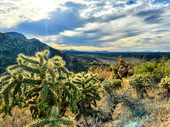 Spring transforms Catalina State Park into a botanical wonderland where even the cholla cactus looks huggable (don't try it).