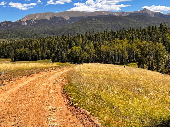 Nature's highway cutting through Mueller State Park. The scenic route always takes longer, but the views make every extra minute worthwhile.