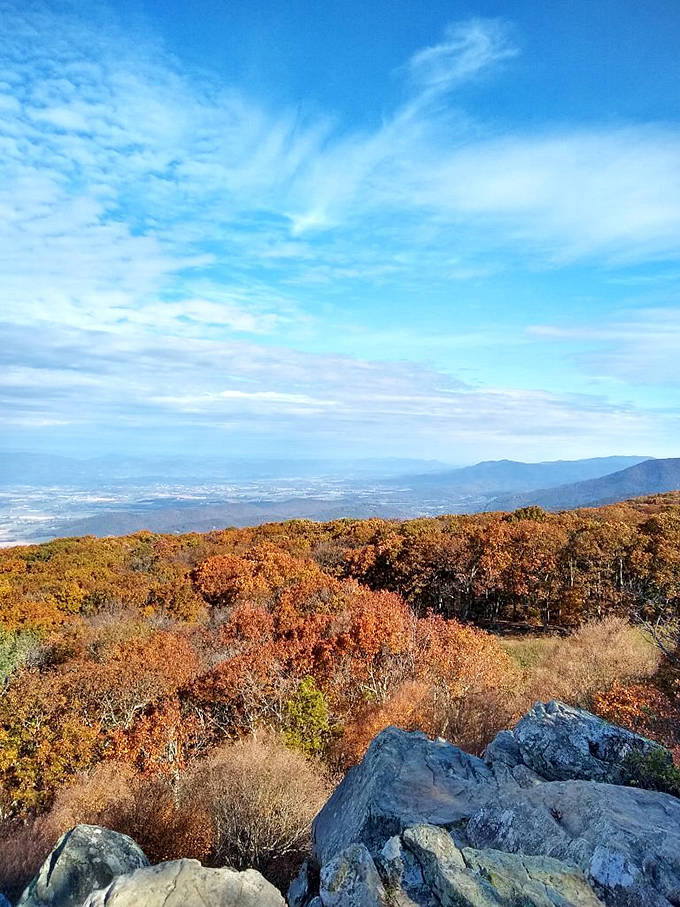 Autumn's golden light bathes the forest in warmth. Even the road seems to celebrate, curving gently through nature's most spectacular fashion show.