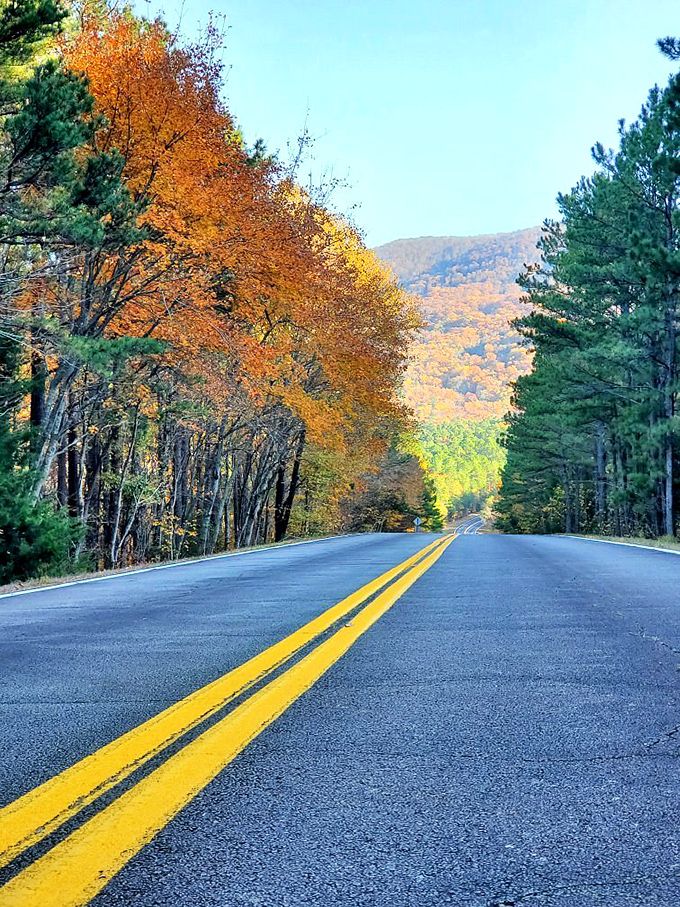 Mother Nature showing off her autumn wardrobe. The trees lining Talimena Drive create a golden tunnel that makes every driver feel like royalty.