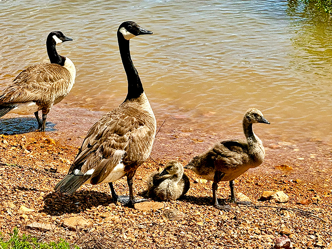A feathered family portrait at the water's edge. Even Canada geese know a good vacation spot when they see one.