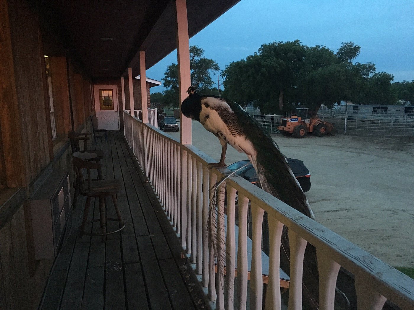 Excuse me, do you have a reservation? A peacock doorman greets guests from his perch on the balcony railing at dusk.