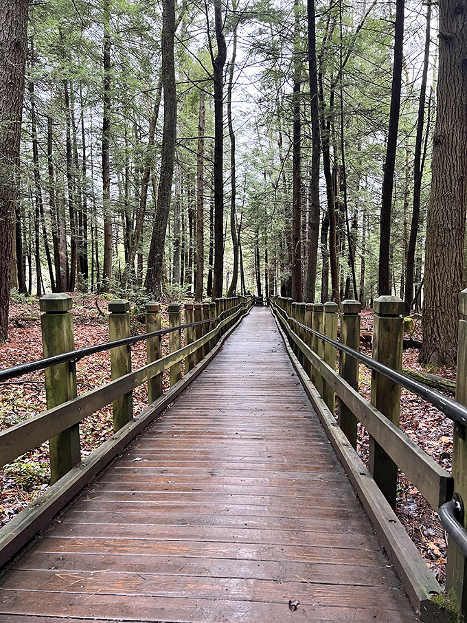 This boardwalk through towering hemlocks feels like walking through nature's cathedral &ndash; complete with a green canopy ceiling and pine-scented incense. 