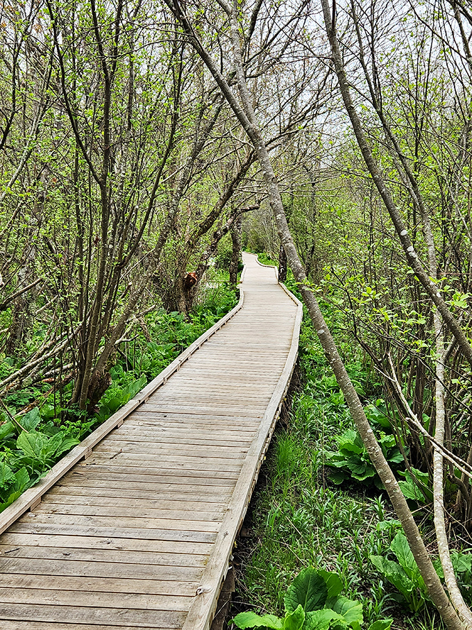Nature's hallway, where trees lean in like curious neighbors wondering who's walking through their neighborhood. The boardwalk beckons.