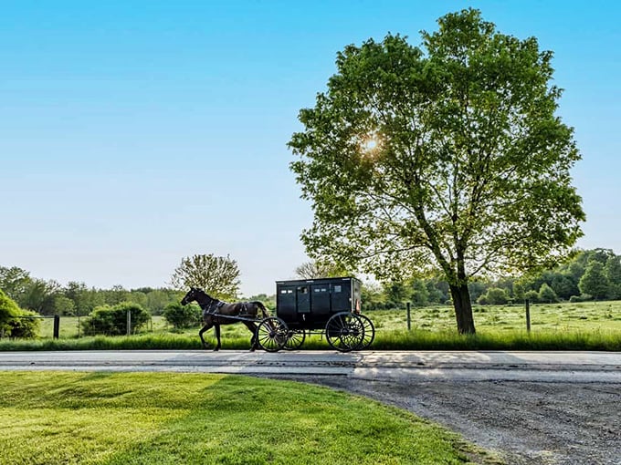 The quintessential Amish buggy experience&mdash;where the only traffic jam involves waiting for a horse to finish its roadside snack. Transportation at nature's pace.
