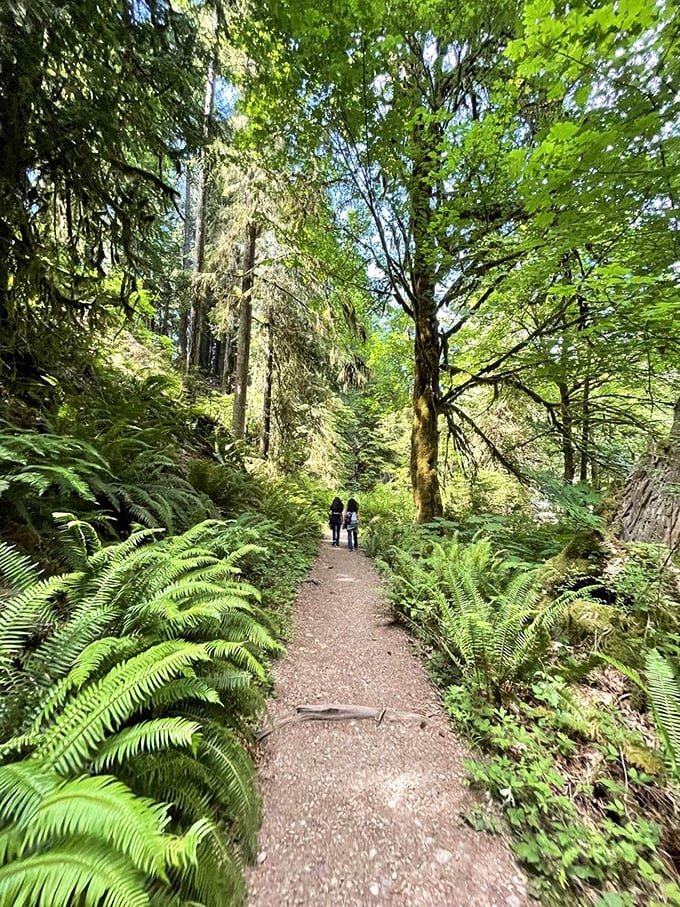 Fern-flanked forest paths that would make Tolkien jealous. The trail whispers ancient secrets as sword ferns stand at attention like nature's honor guard.