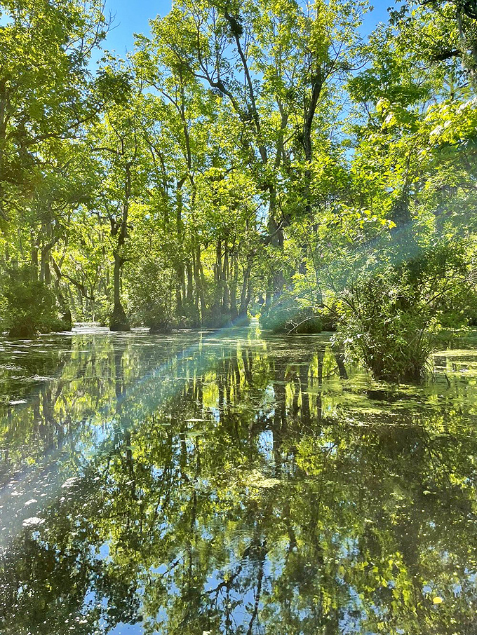 Sunlight dapples through the canopy, creating an impressionist painting on the water's surface that would make Monet put down his brush in humble defeat.