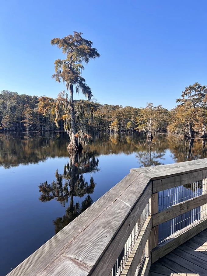 Sunset transforms an ordinary cypress into nature's sculpture, proving Louisiana doesn't need mountains to create breathtaking vistas.