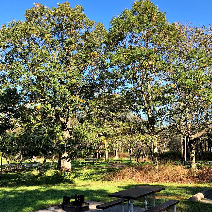 Dappled sunlight filtering through ancient oaks creates nature's most perfect dining room. No reservation required, but early arrival recommended.