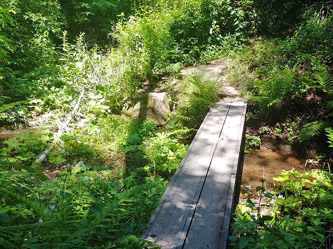 This unassuming wooden bridge might as well be labeled "Portal to Enchantment." Ferns and filtered light create nature's perfect postcard.