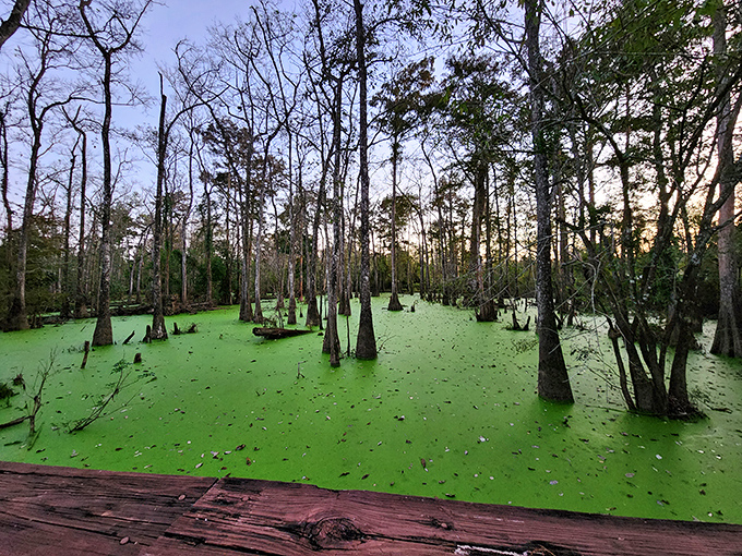 When Mother Nature decides to go green, she doesn't mess around&mdash;cypress trees standing like sentinels in emerald waters that make city parks blush with envy.