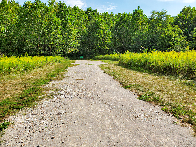 Nature's yellow brick road, minus the flying monkeys. This trail through golden meadows promises adventure without the need for ruby slippers.