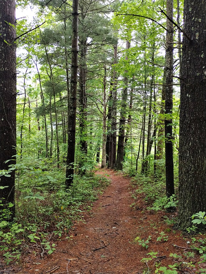 The forest path beckons with dappled sunlight filtering through ancient trees. This isn't just a trail &ndash; it's a time machine to a simpler, quieter world.