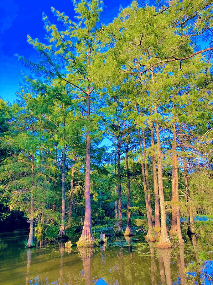 Bald cypress trees stand like sentinels in emerald waters. Their knobby "knees" breaking the surface like nature's own sculpture garden.