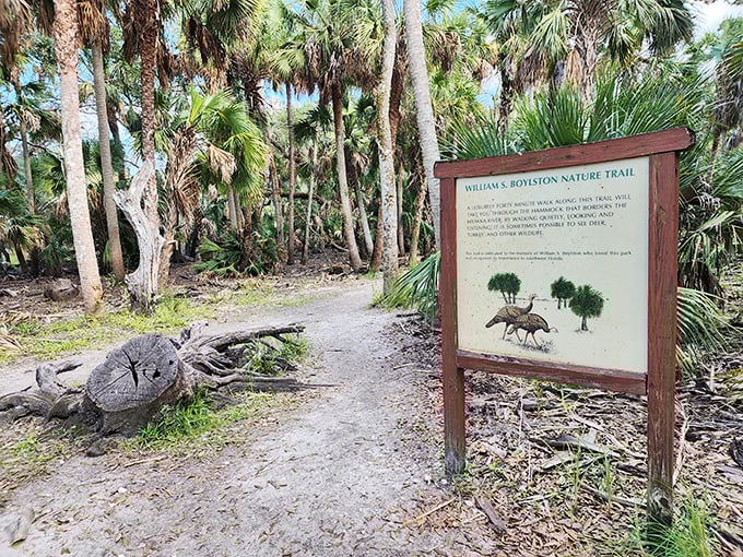 The Boylston Nature Trail sign stands guard at the entrance to a world where palm fronds replace office fluorescents and meetings are held by wildlife.