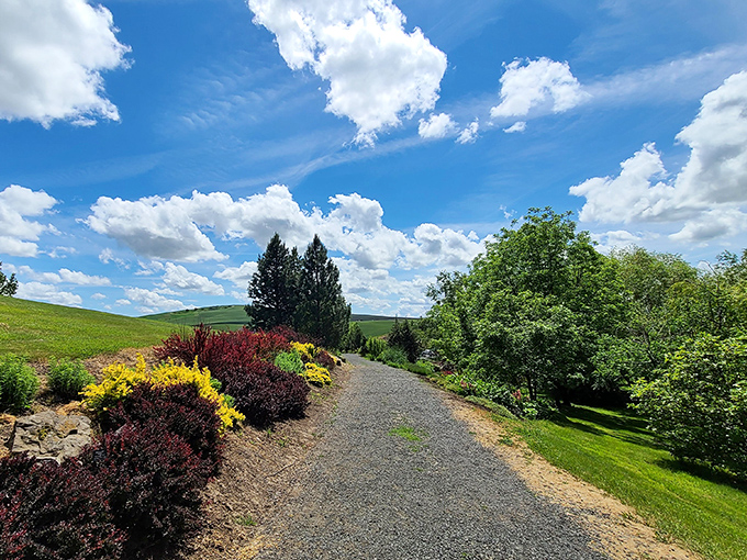 The rolling Palouse hills create nature's version of a screensaver. This walking path offers the kind of views that make your smartphone camera feel inadequate.