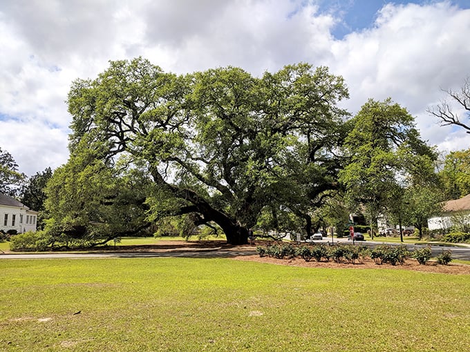 The Big Oak has witnessed over 300 years of Thomasville history. If trees could talk, this one would probably say, "Stop taking selfies with me."