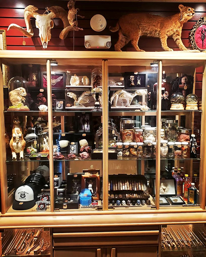 Cabinets brimming with carefully curated oddities tell stories of evolution, extinction, and the surprising beauty found in creatures most people never stop to appreciate.