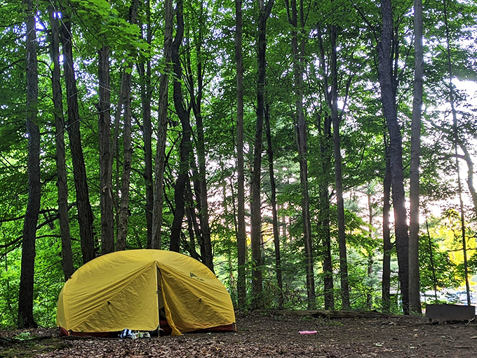 That bright yellow tent pops against the forest like a woodland exclamation point. Camping here is nature's five-star accommodation.