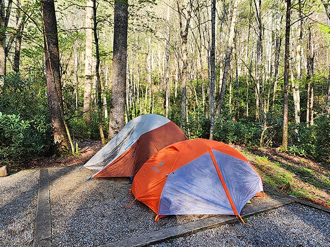 Camping beneath Roan Mountain's canopy feels like sleeping in nature's guest room, complete with a leafy ceiling and woodland lullabies.