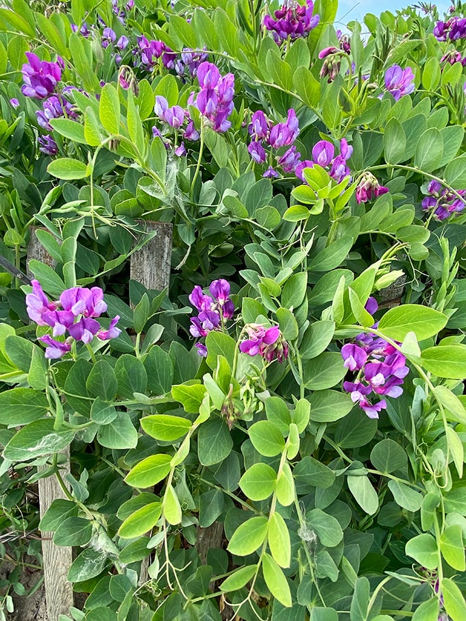 Beach wildflowers paint the dunes with purple splendor each spring, creating nature's own Mother's Day bouquet along Lake Erie's shore.