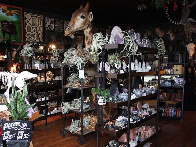 Part natural history museum, part cabinet of wonders, with air plants adding a touch of life amid the preserved giraffe and colorful macaws.