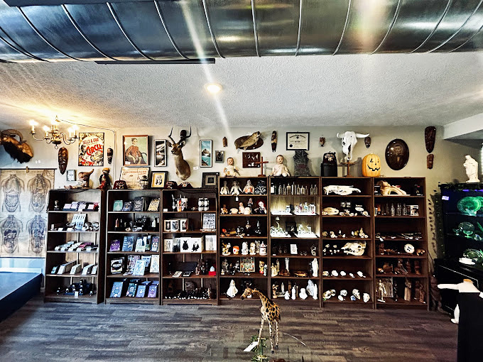 Wooden shelves stretch toward the ceiling, each one a miniature stage for skulls, figurines, and oddities that beckon closer inspection.