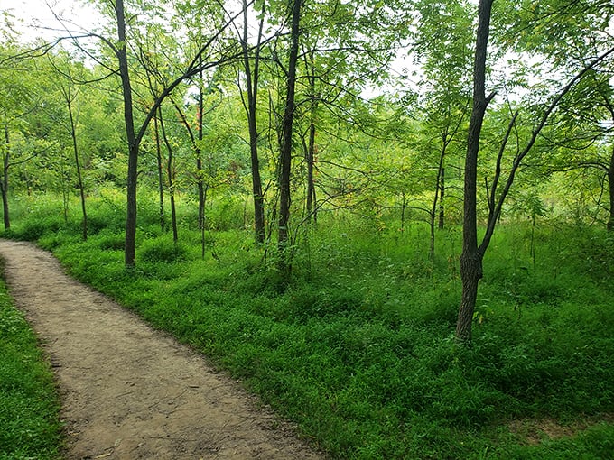 Spring's vibrant greens create a natural cathedral, with sunlight filtering through the canopy like stained glass windows.