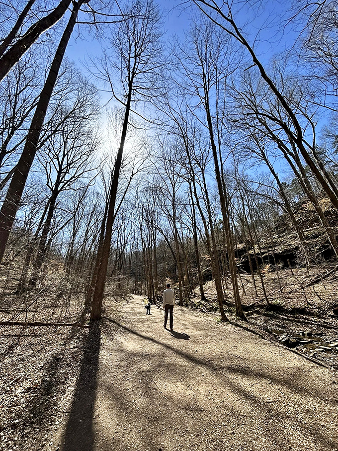 Trees reach skyward like nature's cathedral pillars, making hikers feel wonderfully small in the best possible way.