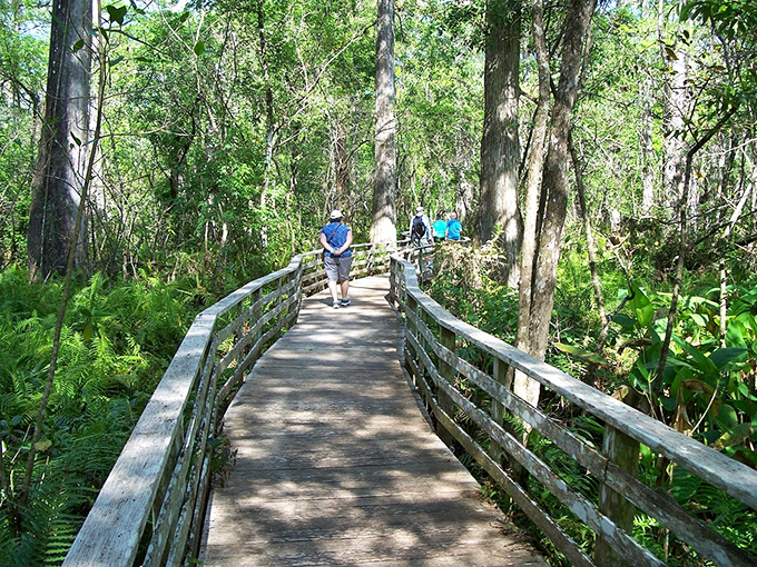 Sunlight dapples the boardwalk as hikers venture deeper into the sanctuary, each step revealing new wonders of the swamp.