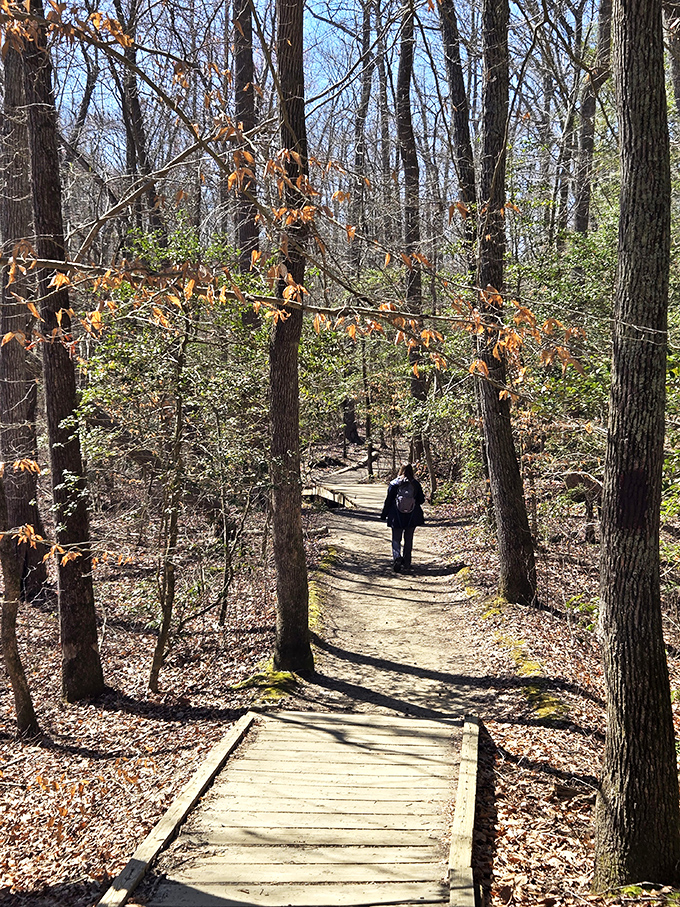 The forest trail whispers stories of ancient seas as you descend toward discovery. Comfortable shoes required, sense of wonder included free of charge.