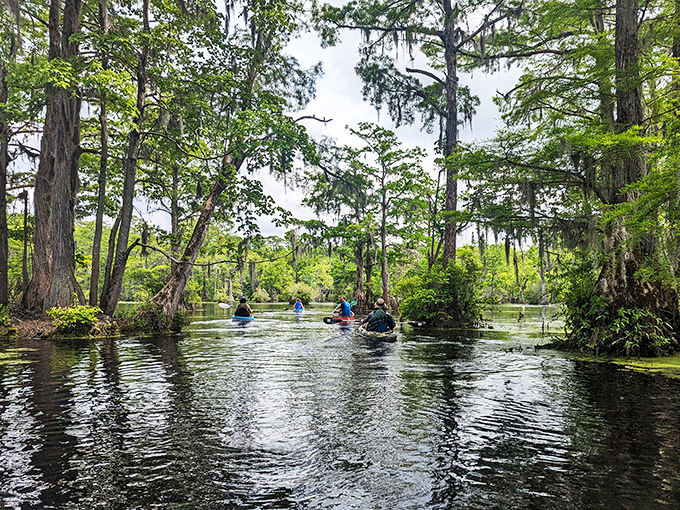 The best social distancing: four kayakers exploring nature's labyrinth beneath a cathedral of cypress branches and Spanish moss.