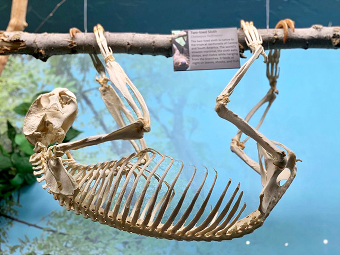 A sloth skeleton hanging upside down proves some habits are literally bone-deep. Even in skeletal form, it's still taking its sweet time.