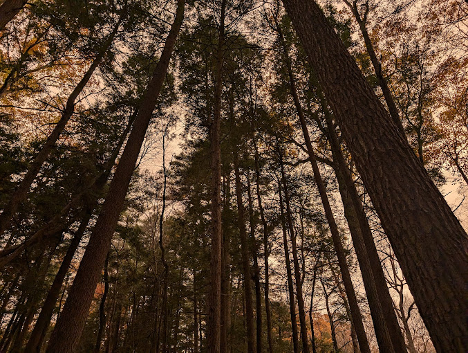 When the sun filters through these towering pines, it creates a cathedral-like glow that makes atheists consider the possibility of forest spirits. 
