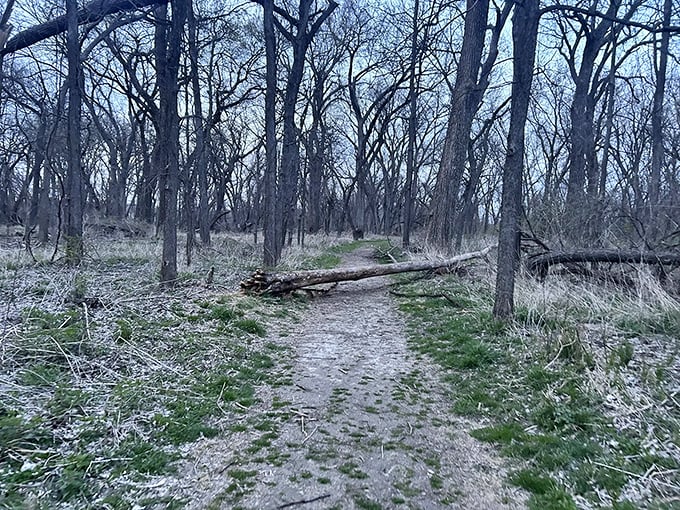 Winter's stark beauty reveals the bones of the forest. This trail whispers stories of seasons past while promising spring's eventual return.