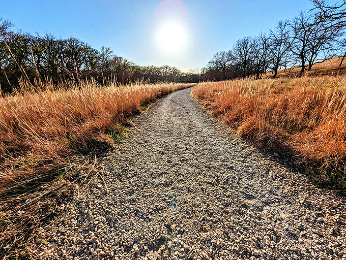 Golden hour transforms ordinary grasses into a glowing corridor of amber waves. This is what they meant in "America the Beautiful."