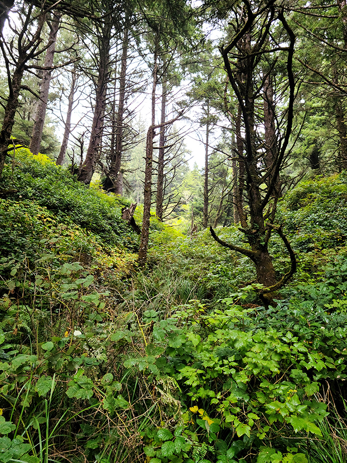 Enchanted forest or pathway to Narnia? The lush coastal vegetation creates a magical journey before the lighthouse reveals itself.