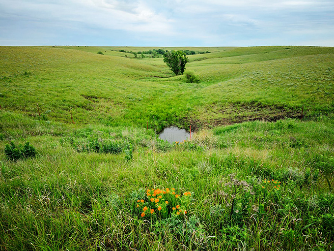 Nature's flower arrangement doesn't need a vase. These wildflowers are the prairie's way of accessorizing.